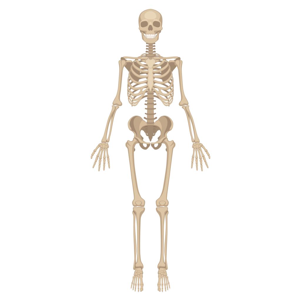 Alon Barash: Morphologic aspects of the cervical (C3 to C7) annular ...